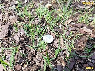 Amazon.com : Zenith Zoysia Grass Seed (2 Lb.) 100% Pure Seed Grown by ...