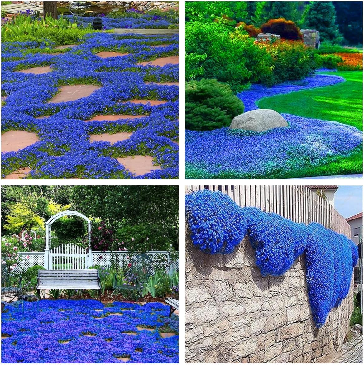 Amazon.com : Creeping Thyme Seeds for Planting - 21000+ Blue Creeping ...