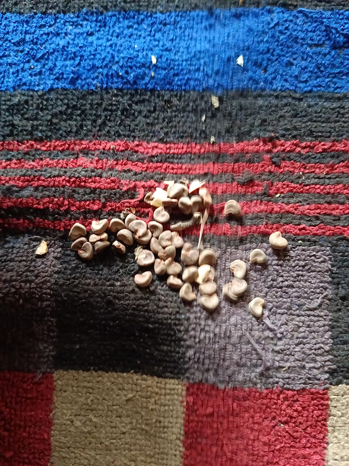 Gudhal(Hibiscus) Flower Hybrid Seeds | Hibiscus(China Rose) Mixed Color ...