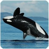 【発売日：2020年09月29日】・ブランド:Gainsto・製造元:Gainsto・製造元/メーカー部品番号:com.killerwhale.sounds.ringtones・high-quality sounds・ability to ...