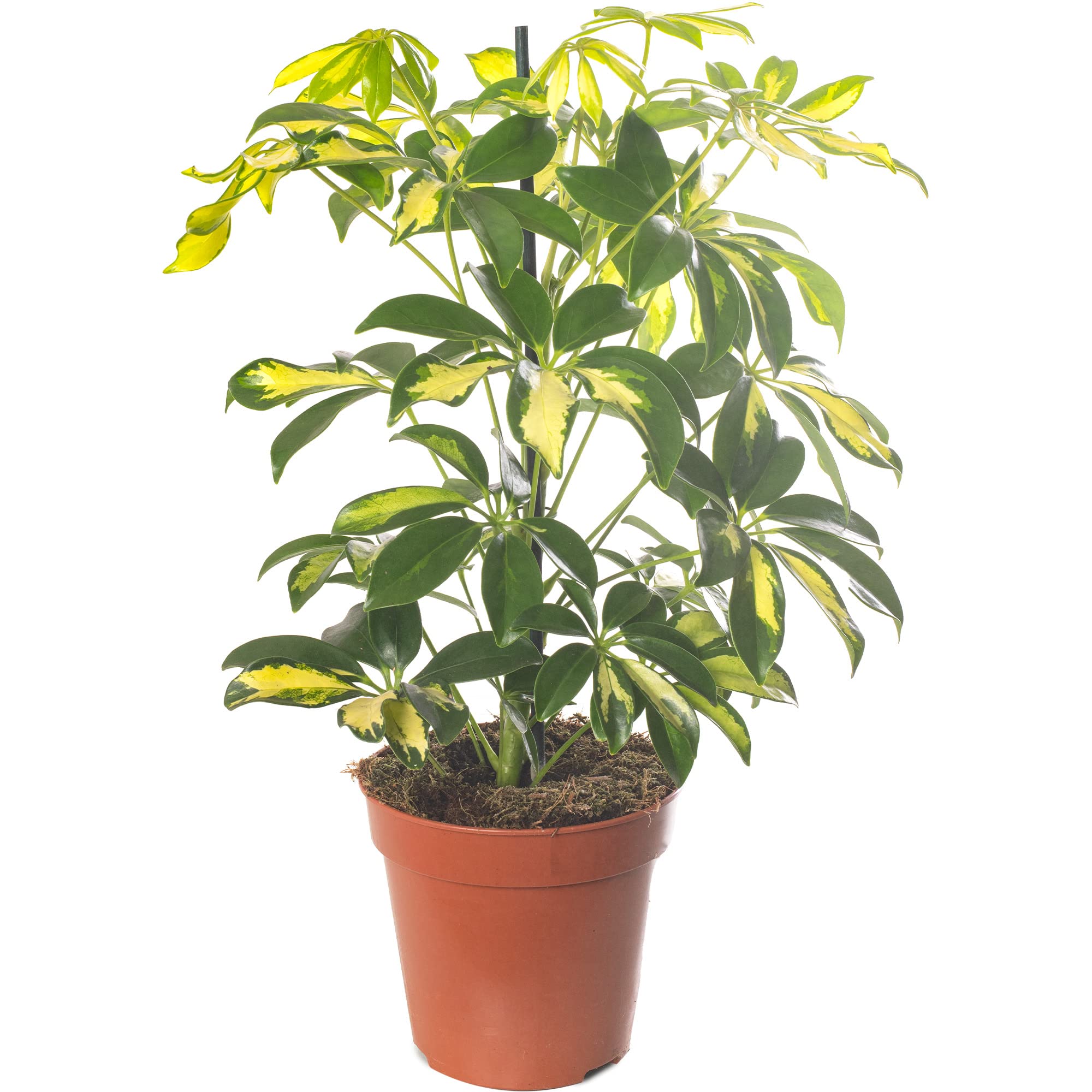 Schefflera Gold Capella Large Indoor House Plant Real Evergreen Tall ...