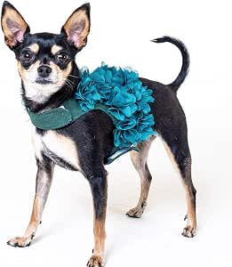 Amazon.com : Dashin' Dogz Floral Teal Blue Dog Harness and Matching ...