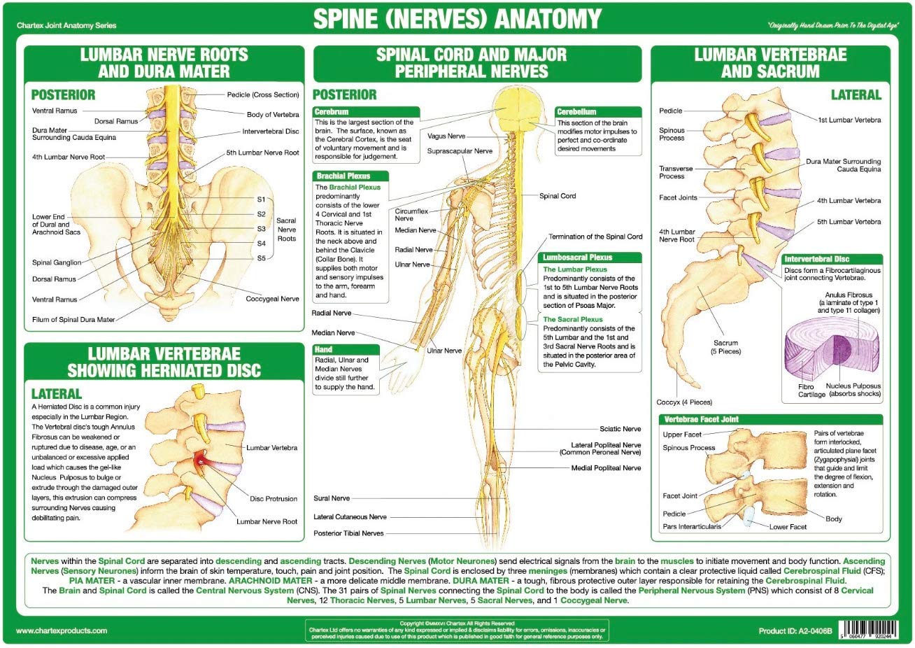 Buy Chartex Anatomy of the Spine, Peripheral Nerves Chart Online at ...