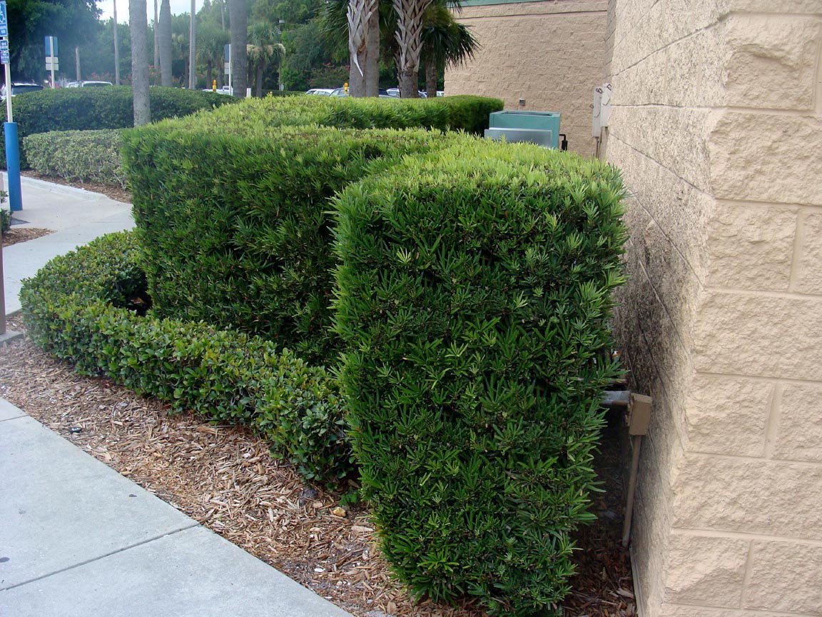 Podocarpus Hedge