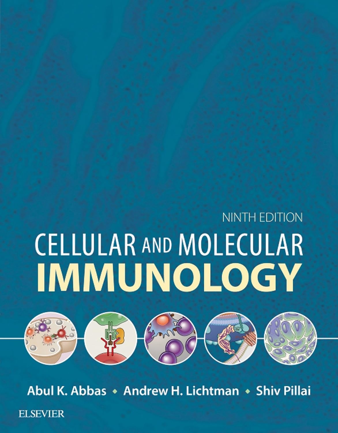 Cellular and Molecular Immunology (English Edition) eBook : Abbas MBBS, Abul K., Lichtman MD ...