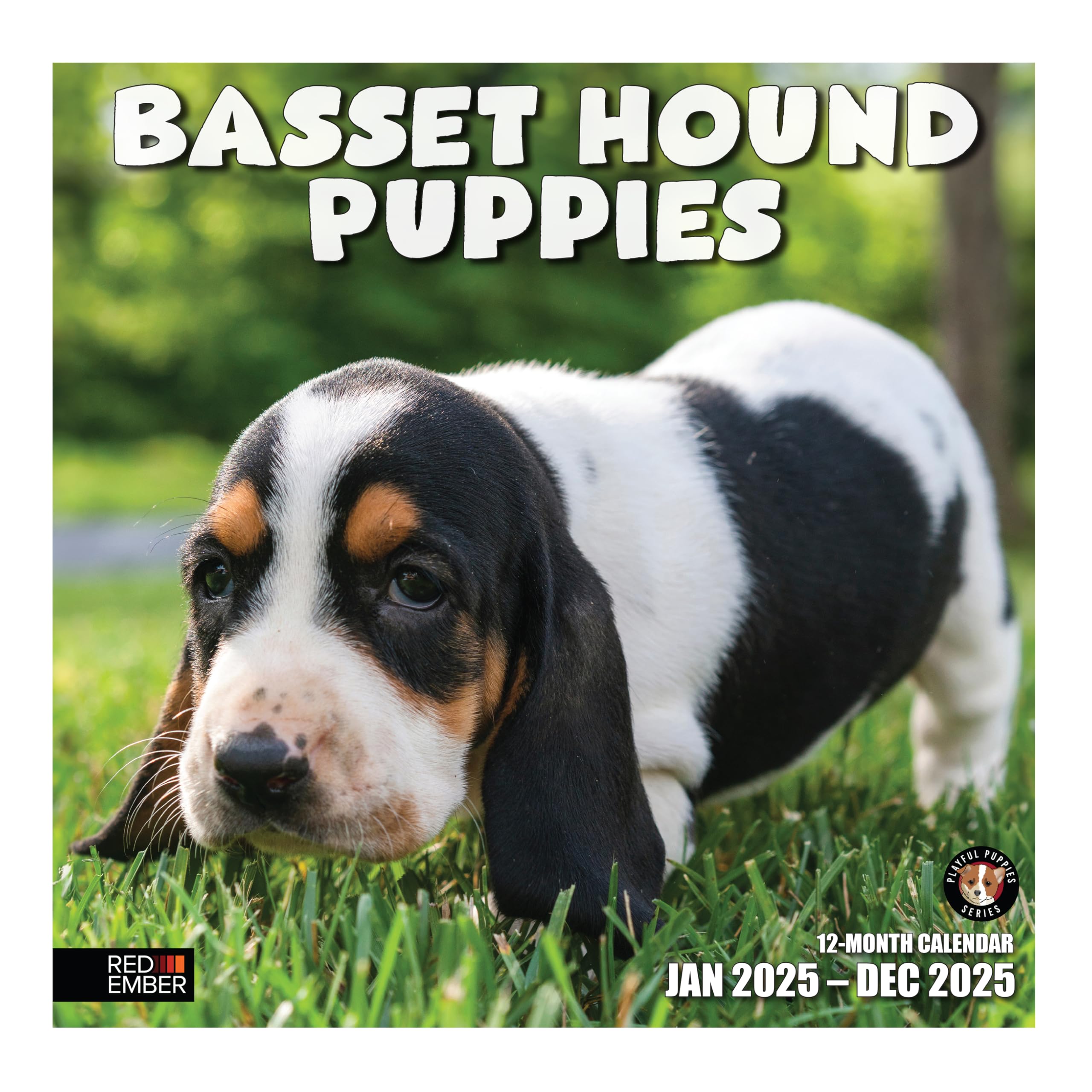 Red Basset Hound Puppies Basset Hound Puppies | Stud Hound Bassets