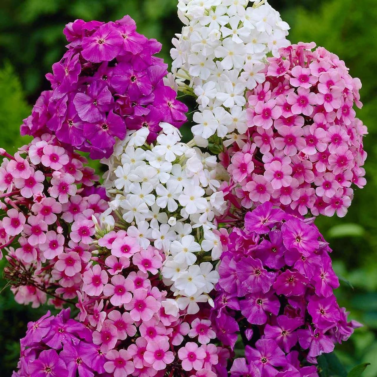 Amazon.com: Volcano Phlox - Phlox Volcano Purple w/ White Eye (Garden ...