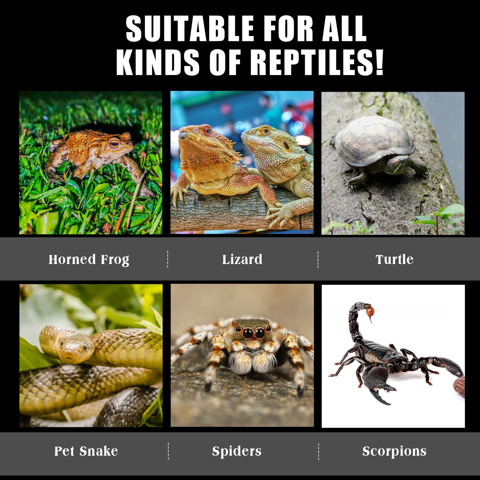 Snapklik.com : Suzile Jumping Spider Terrarium Tarantula Enclosure ...