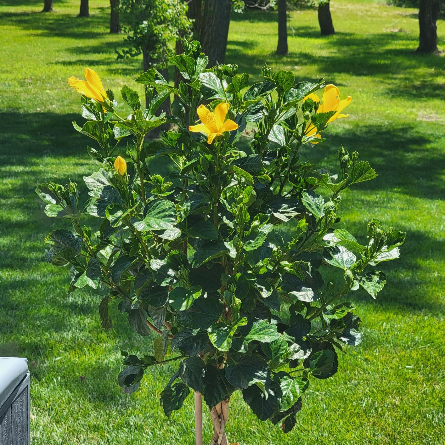 Amazon.com : Braided Hibiscus Live Tree - Yellow Ft. Myers - Overall ...