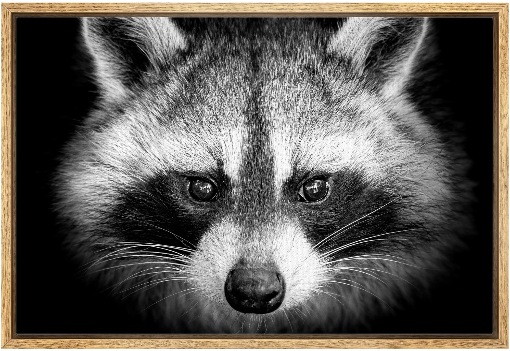 Dibujo De Mapache En Blanco Y Negro Dibujo De Mapache Blanco Y Negro