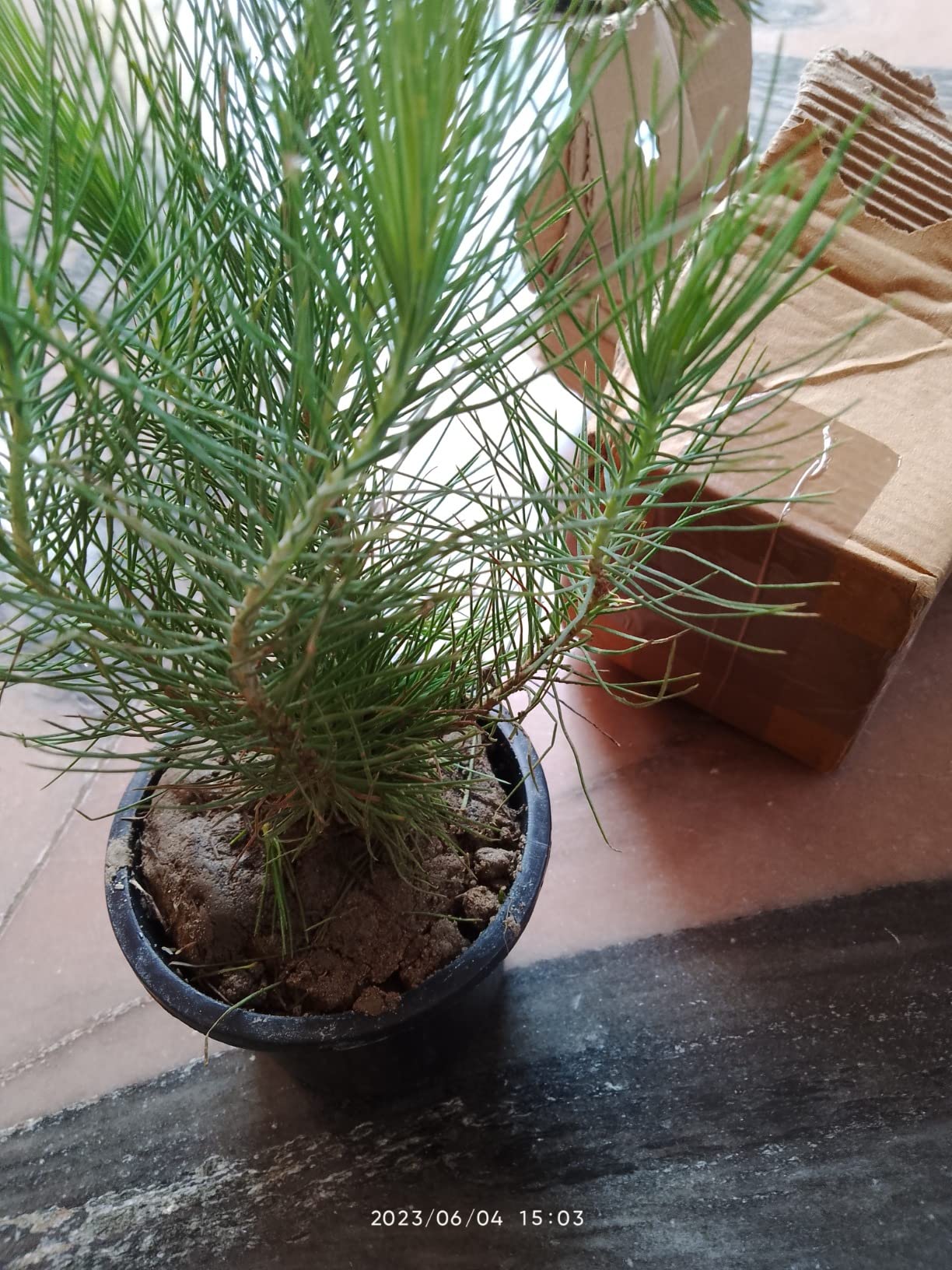Vixenssell Pine Tree with Pot (Live Plant) : Amazon.in: Garden & Outdoors