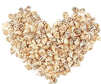 SKOOLOVE 150pcs Small Sea Shell 2-4CM Mini Conch Beach Natural ...