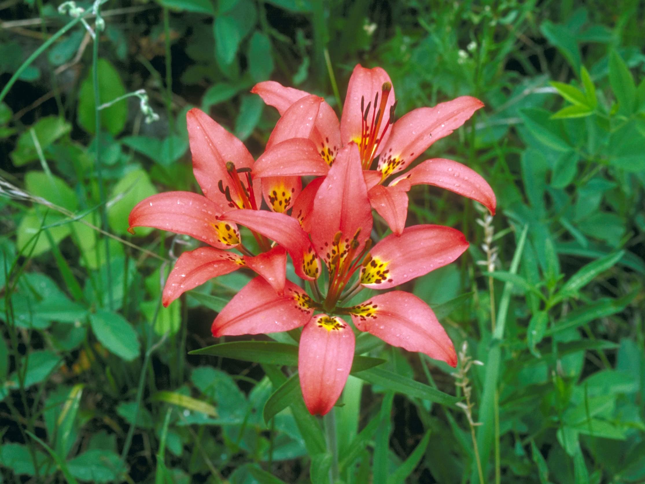 Western Red Lily