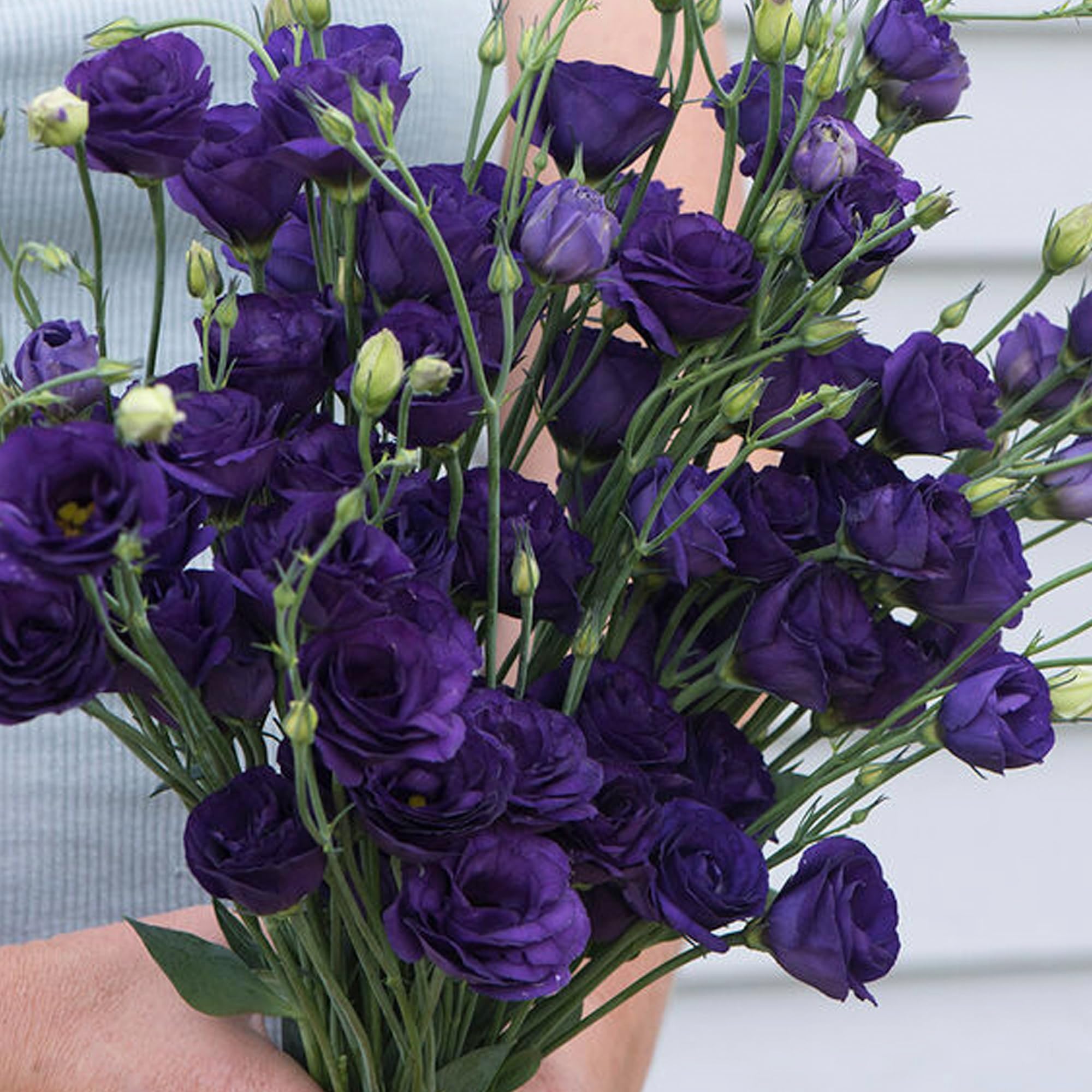 Amazon.com : Doublini Blue Pelleted Lisianthus Seeds (Eustoma ...