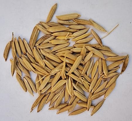 Red Rice Paddy Seed 2Kg : Amazon.in: Grocery & Gourmet Foods