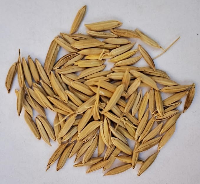 Red Rice Paddy Seed 3Kg : Amazon.in: Grocery & Gourmet Foods