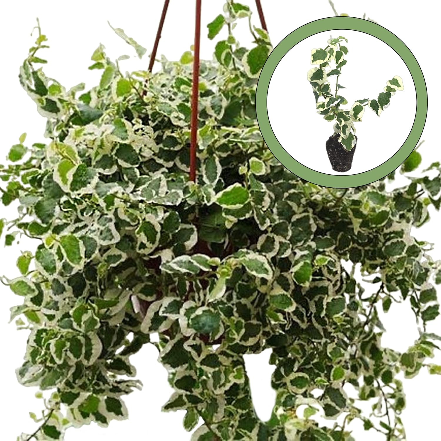 Amazon.com : Ficus Pumila Variegata "Variegated Creeping Fig" Starter ...