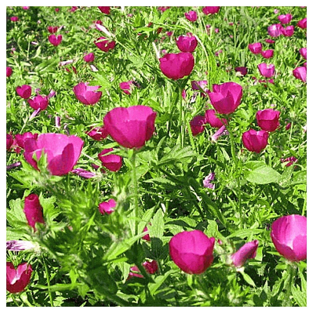 5 Best Purple Poppy Mallow Seeds | Stop Buying Weak Mixes