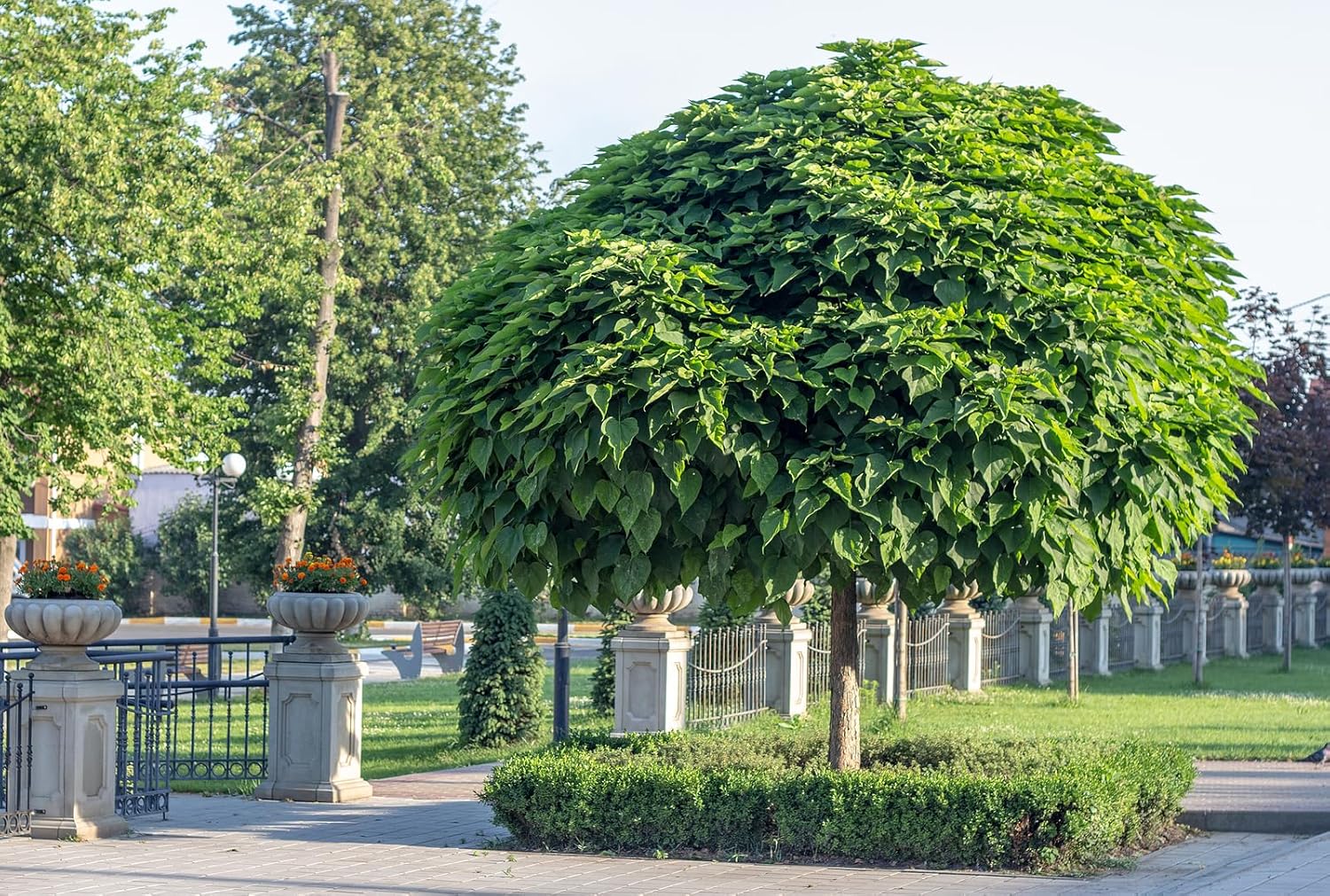 Amazon.com : 100 Catalpa Tree Seeds | Catalpa Speciosa Flower Seeds ...