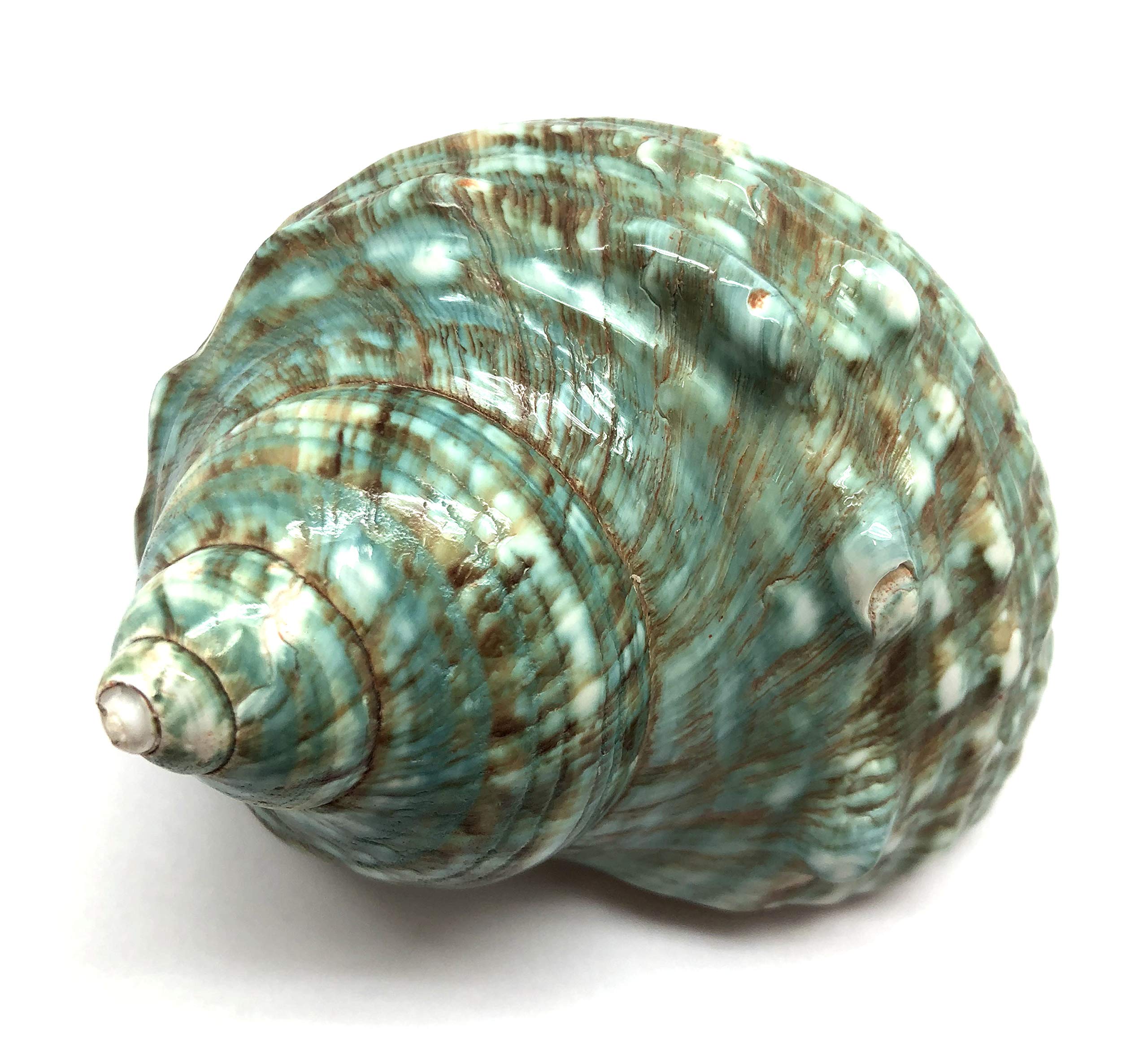 Amazon.com: PEPPERLONELY 1 PC Polished Green Jade Turbo Sea Shell ...