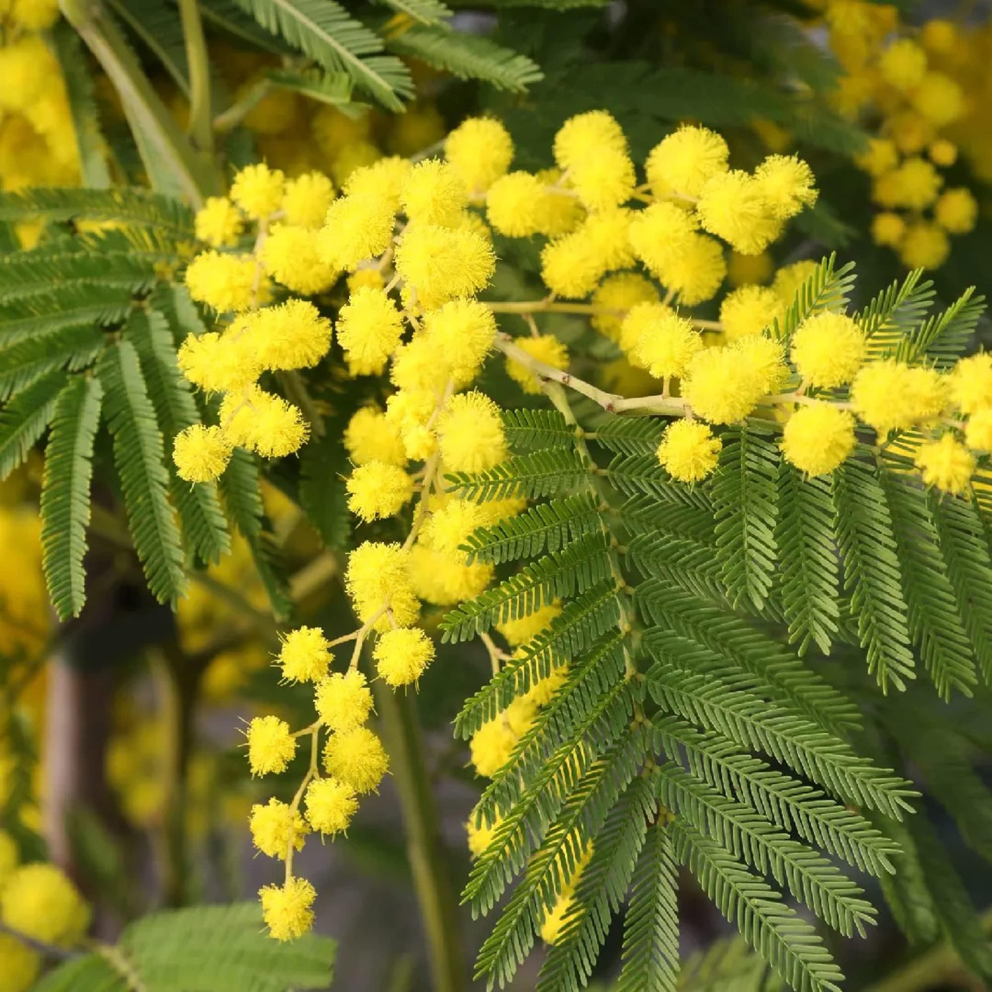 Amazon.com : CHUXAY GARDEN 3 Seeds Acacia Dealbata,Silver Wattle,Blue ...