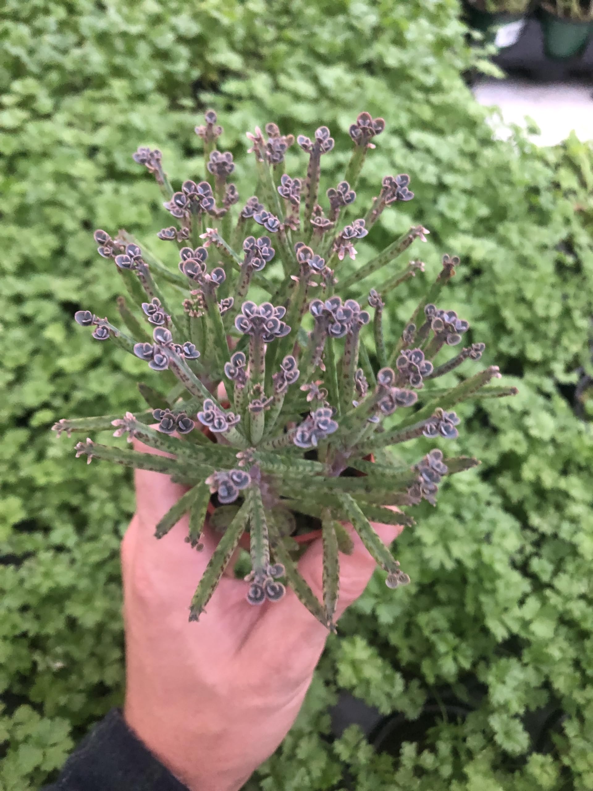 Amazon.com : Kalanchoe " Mother of Millions" Live houseplant for Home ...