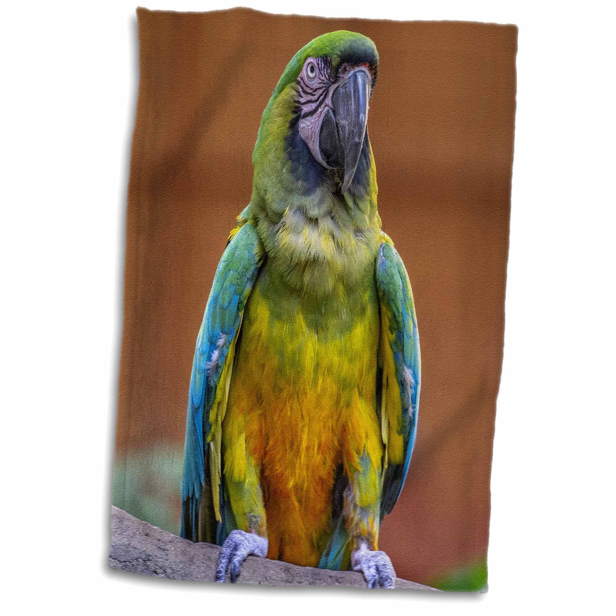 Dominican Green And Yellow Macaw