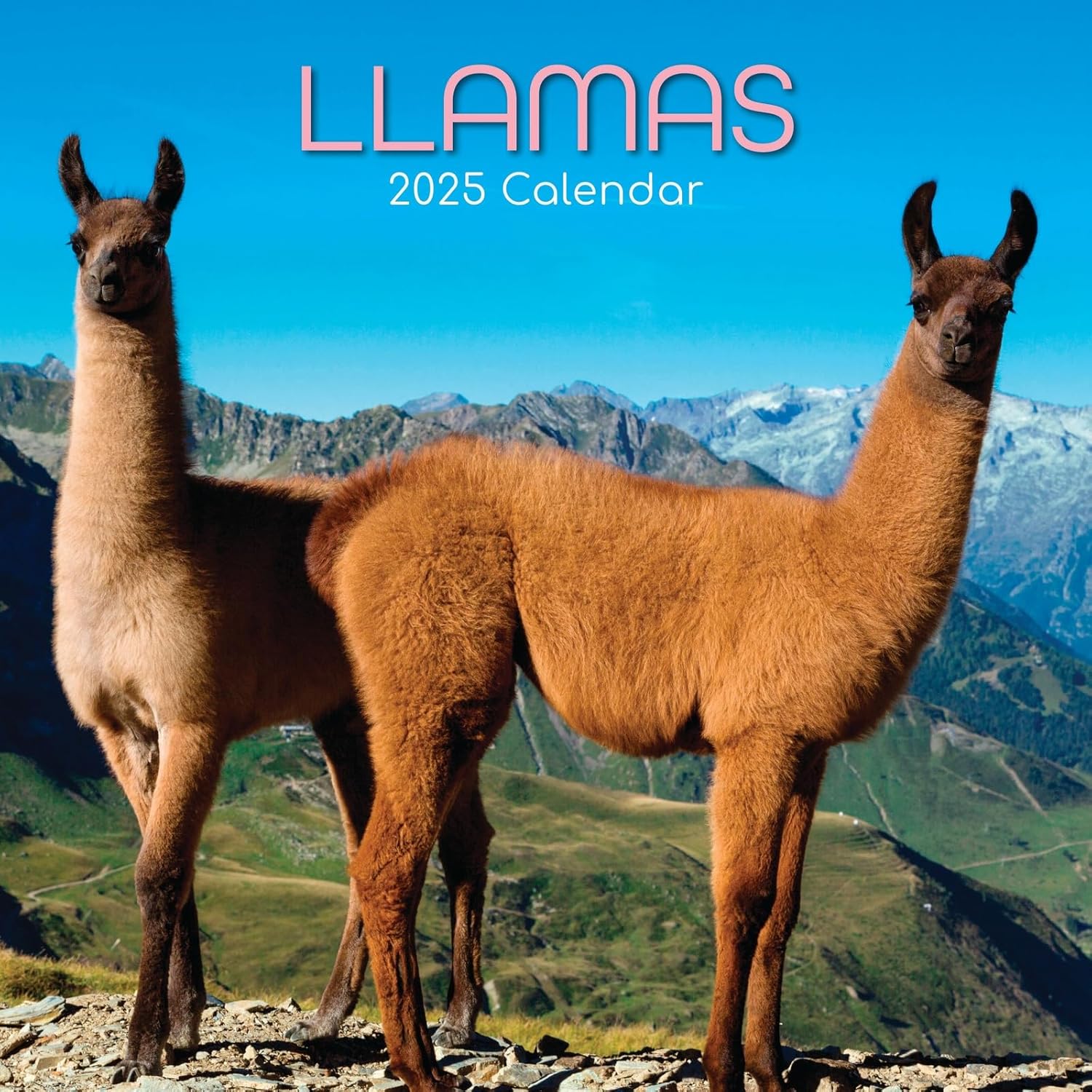 Amazon.com: 2025 Square Wall Calendar, Llamas, 16-Month Animals Theme ...