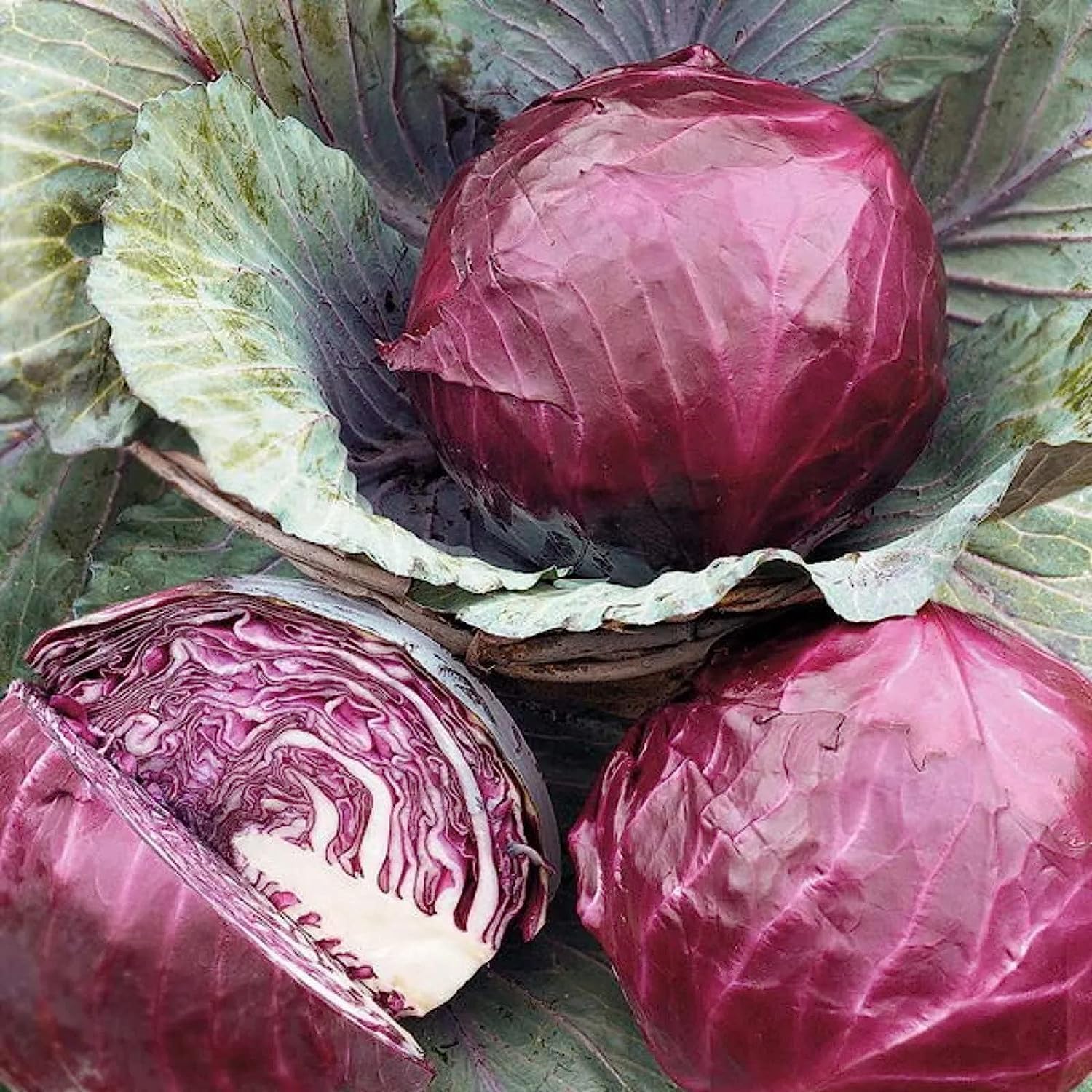 Amazon.com : 350 pcs Red Cabbage Seeds for Planting Non-GMO Vegetable ...