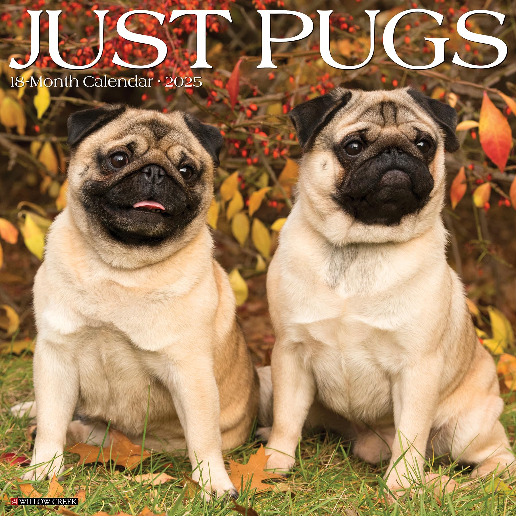 Amazon.com: Willow Creek Press Pugs Monthly 2025 Wall Calendar (12" x ...