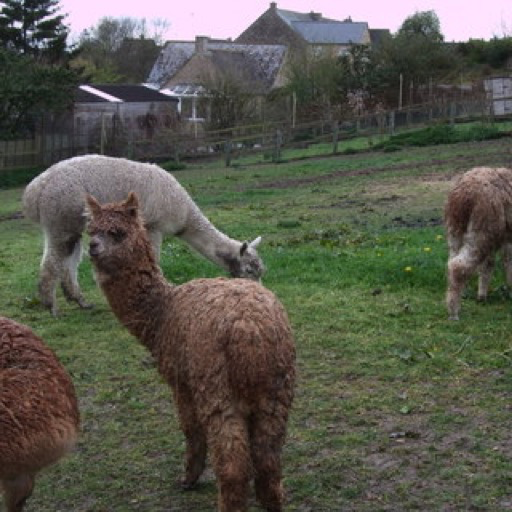 Cute Alpaca Wallpaper -- HD Wallpapers of Cute Alpacas!:Amazon.de:Appstore for Android