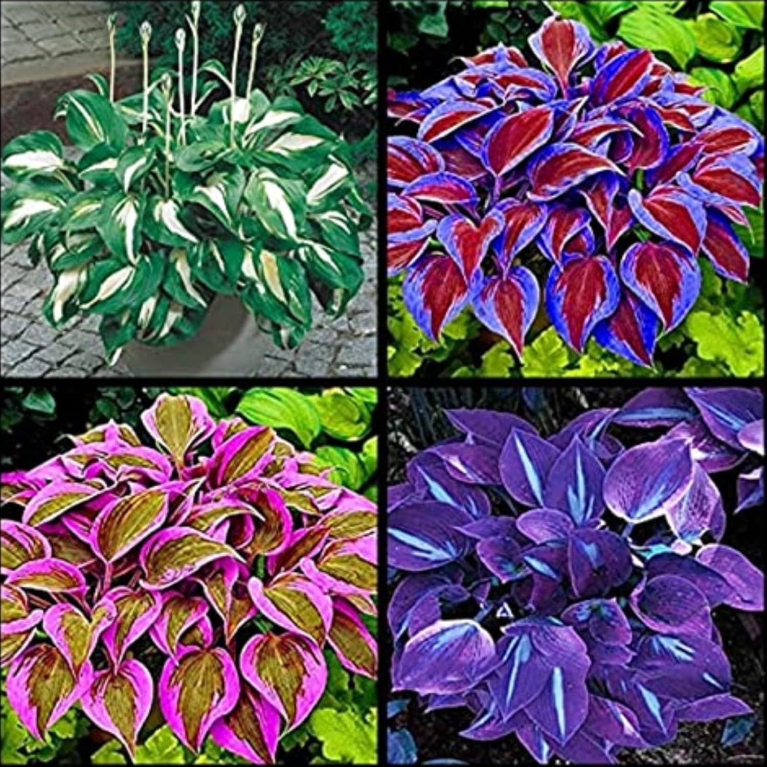 Funkien zwiebeln,Hosta Wurzel,winterharte Blumenzwiebeln,Umwelt ...