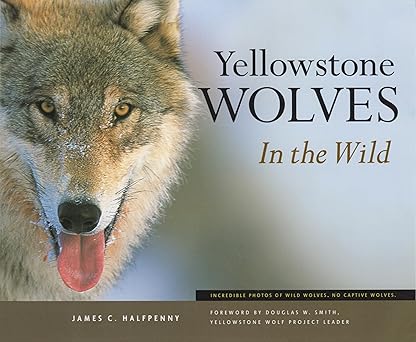 Amazon.com: Yellowstone Wolves in the Wild: 9781931832267: Halfpenny ...