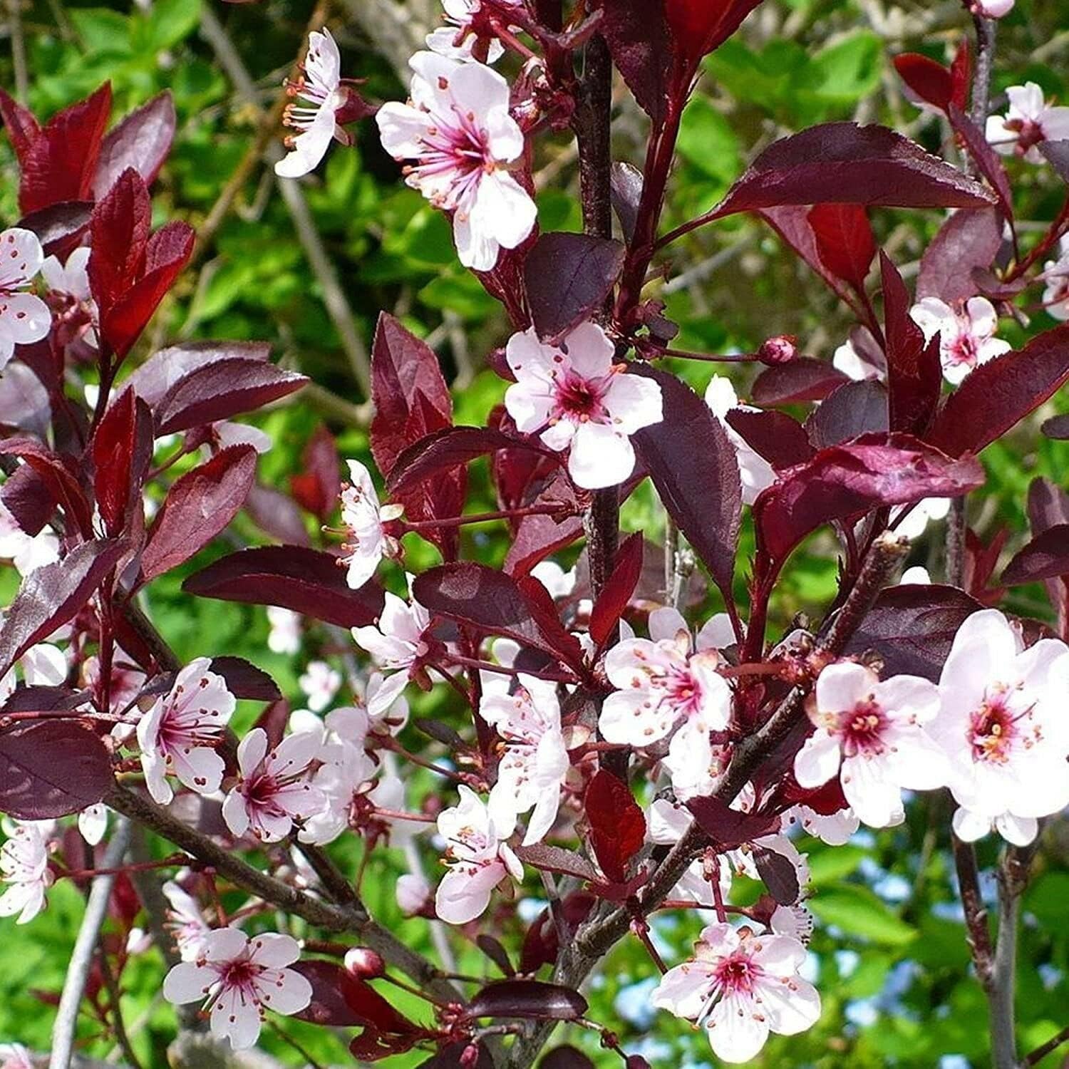 Amazon.com : Double Pink Cherry Blossom Tree Plant, Live Cherry Blossom ...