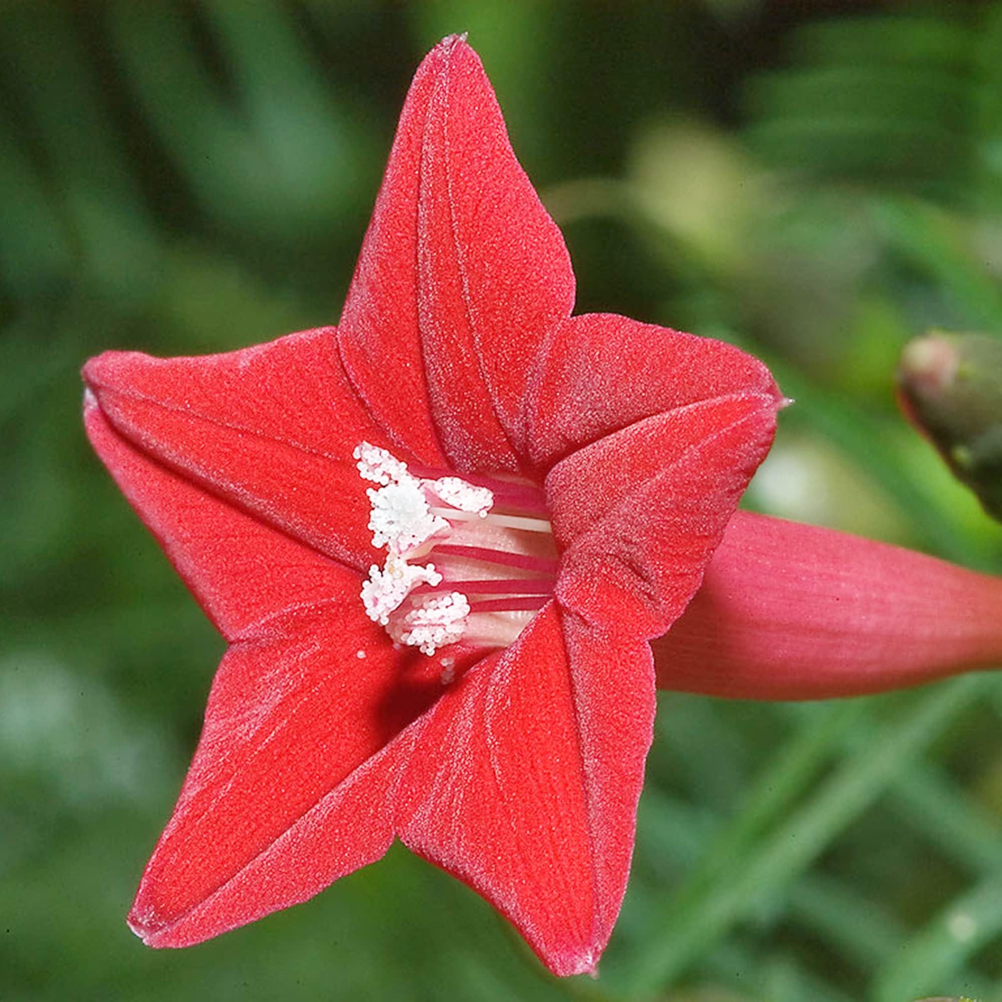 Amazon.com : Cardinal Climber Seeds Ipomoea Sloteri Attracts ...