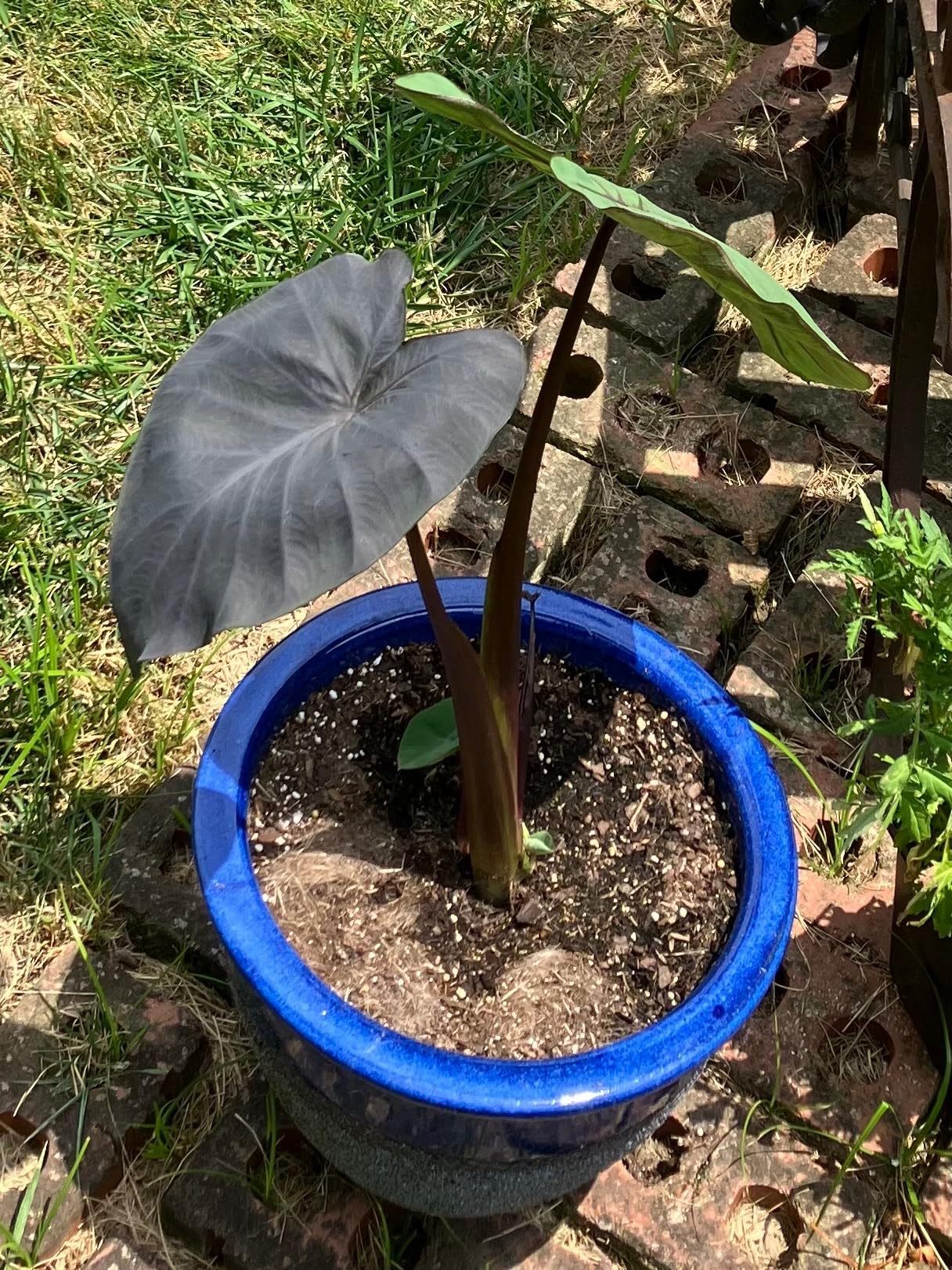 Amazon.com : Black Magic Elephant Ear Bulbs for Planting - Grow ...