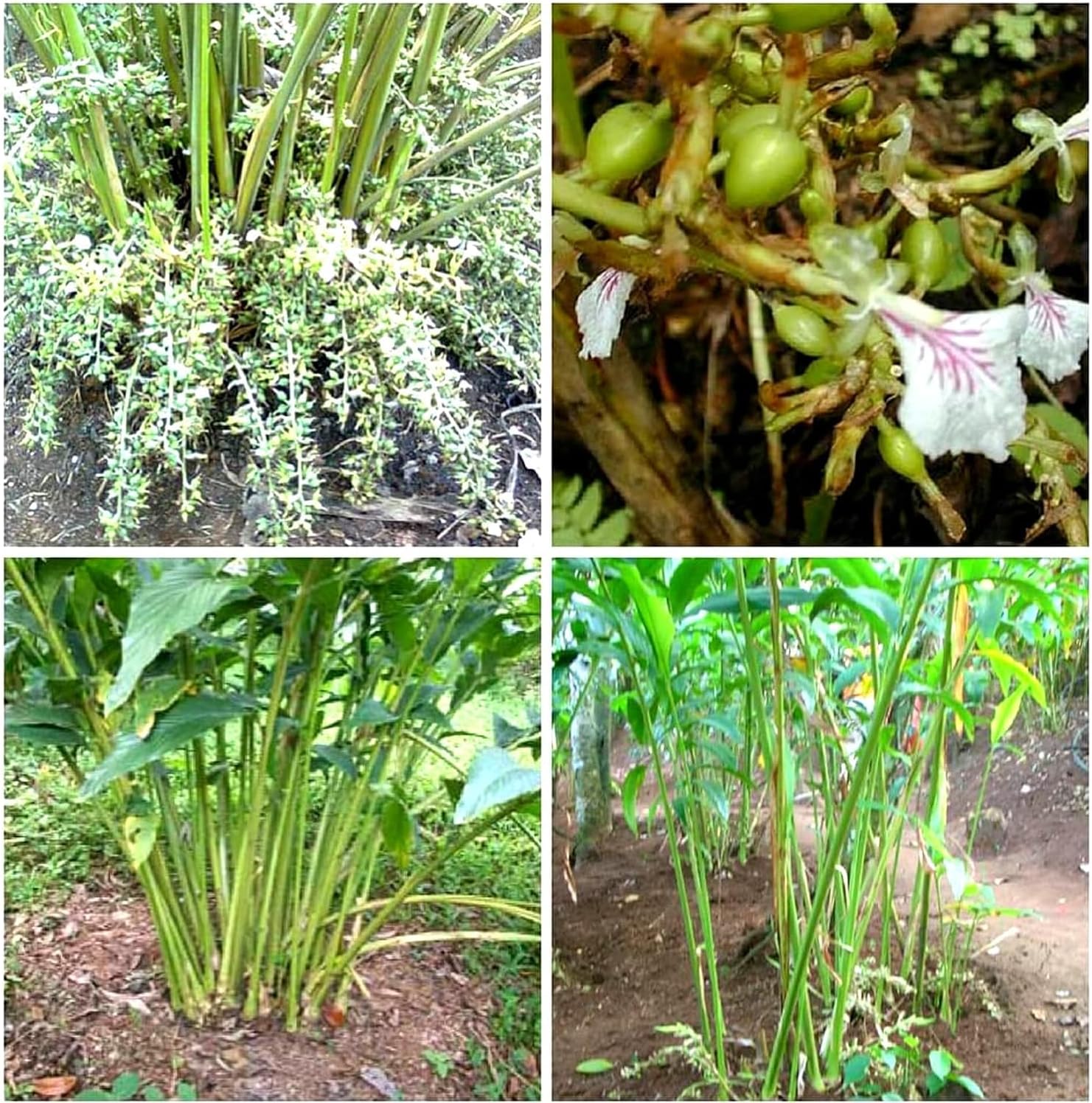 Live Kerala Green Cardamom Choti Elaichi Spice Plants For Home Garden ...