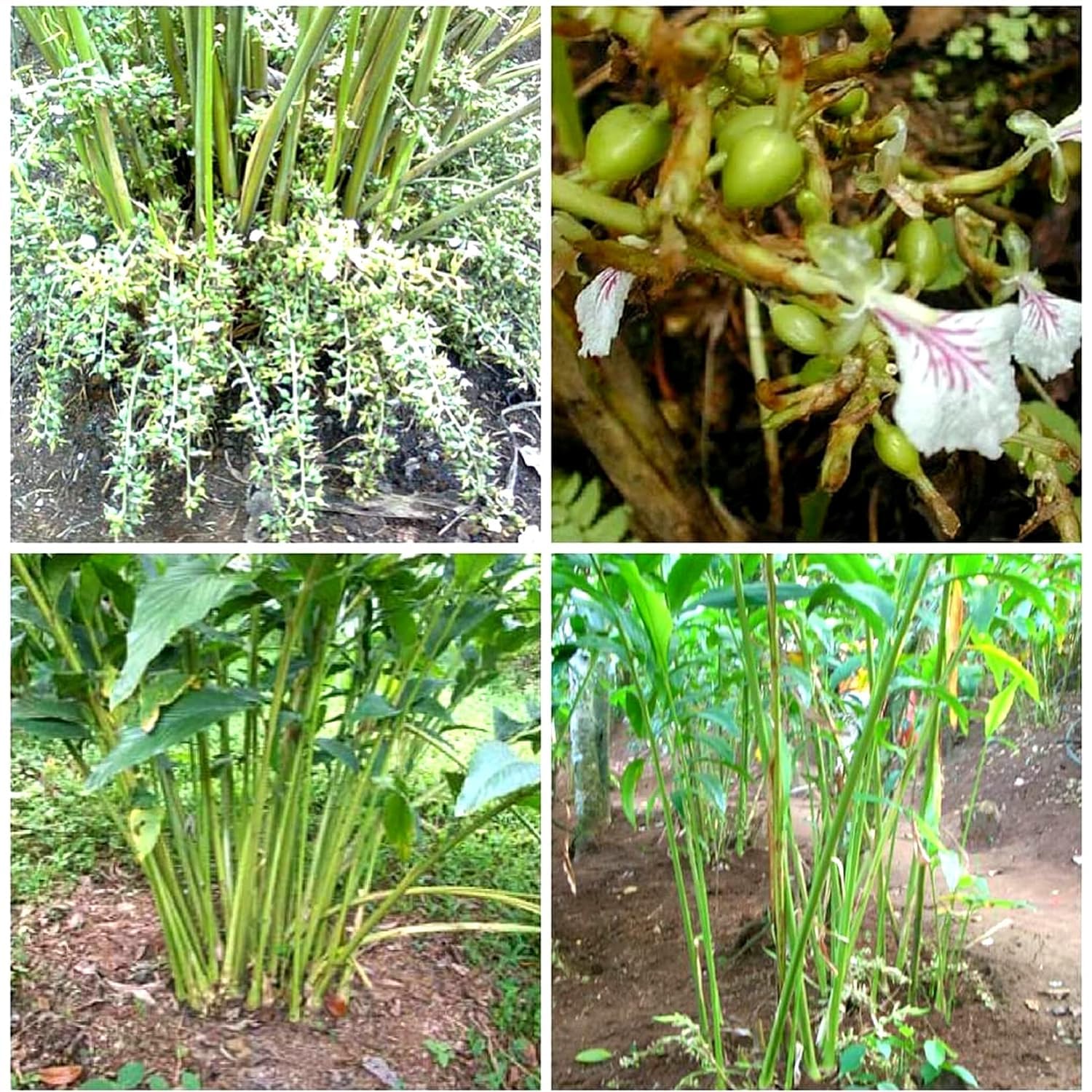 Live Kerala Green Cardamom Choti Elaichi Spice Plants For Home Garden ...