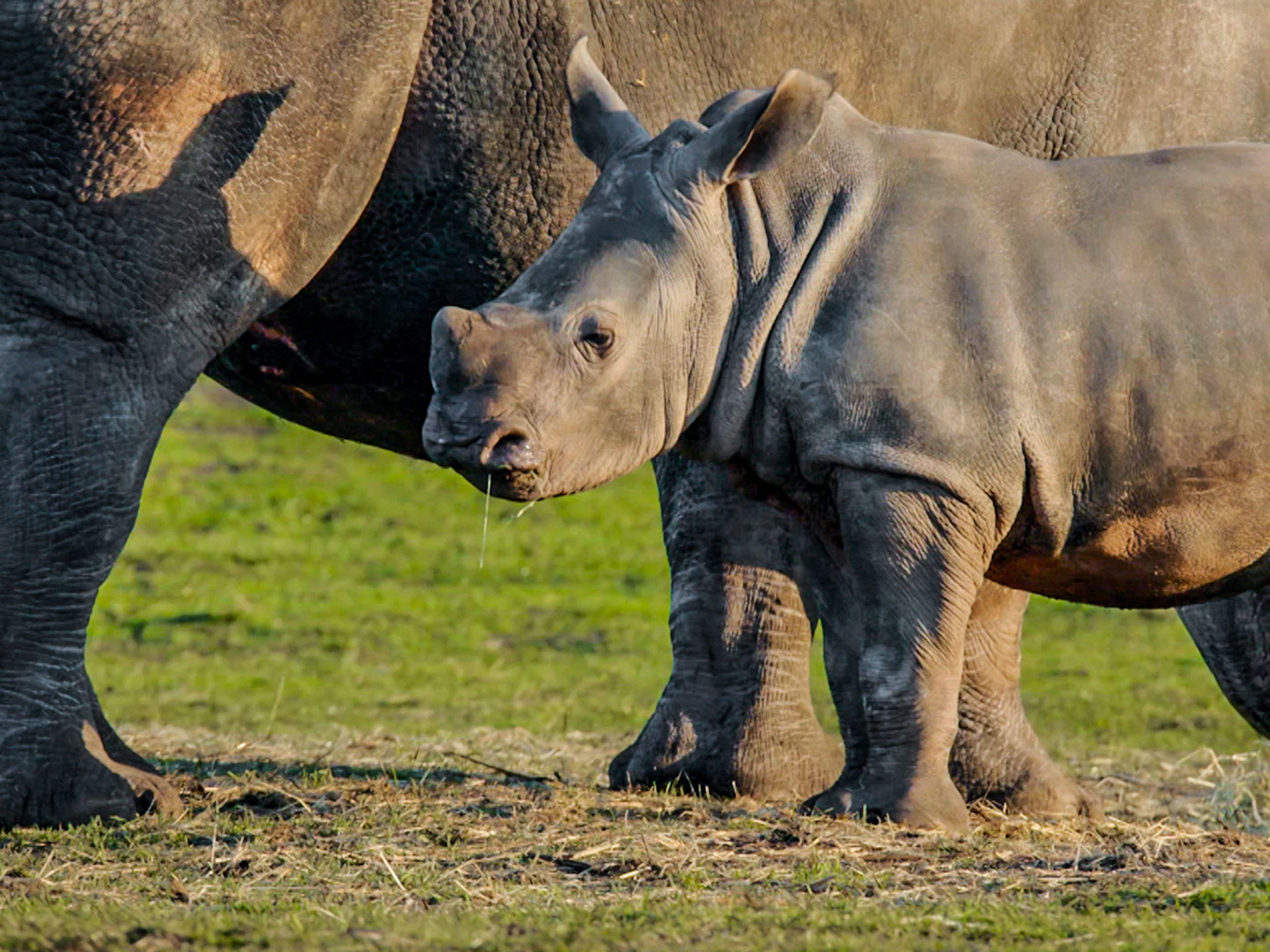 Watch Wonderful World of Baby Animals Season 1 | Prime Video