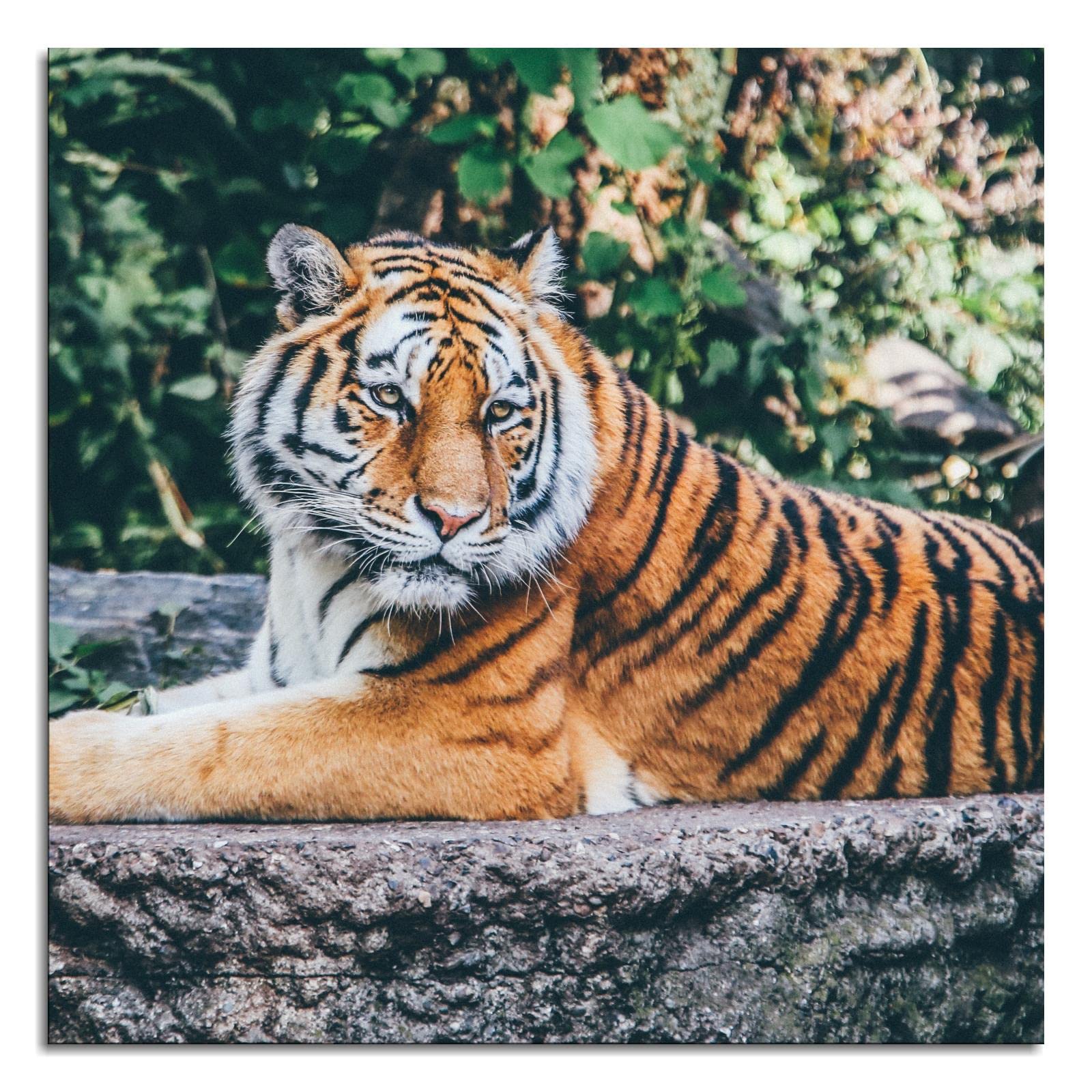 Roar Your Home With These Awesome tiger decorations for home