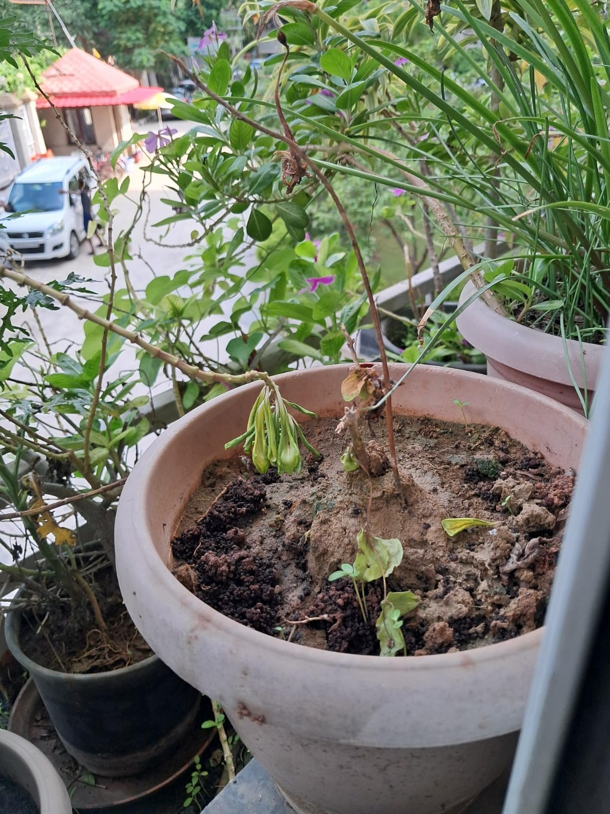 Go4plants Rare Juhi, Jasminum Auriculatum live flower Plant with pot ...