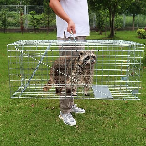 Amazon.com : Large Live Animal Cage Trap for Raccoon, Dogs, Foxes ...