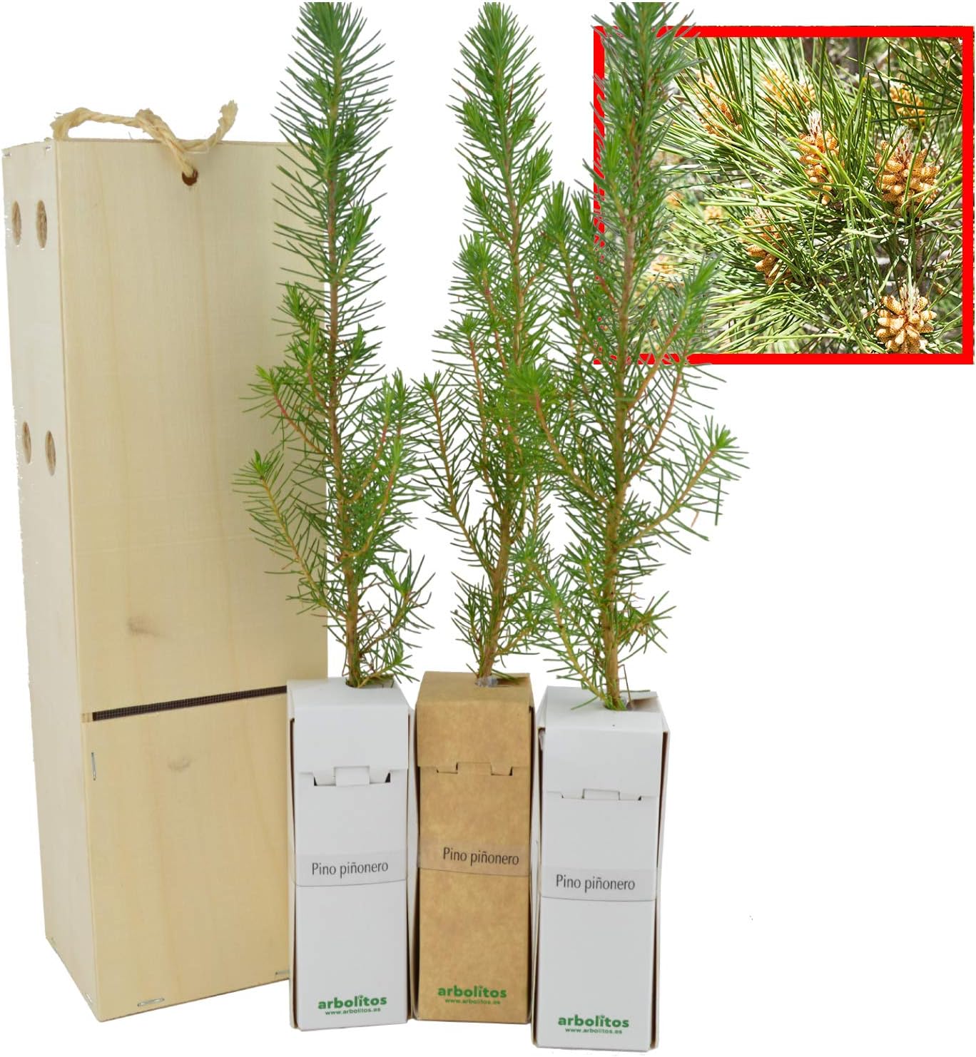 Pin Parasol - Pin Pignon - Arbre pour Aménagement Paysager - Jeune ...