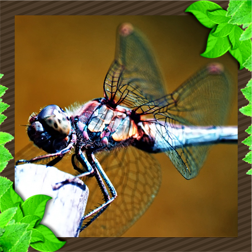 Wildlife Dragonfly Attack Simulator 2019 - App on Amazon Appstore