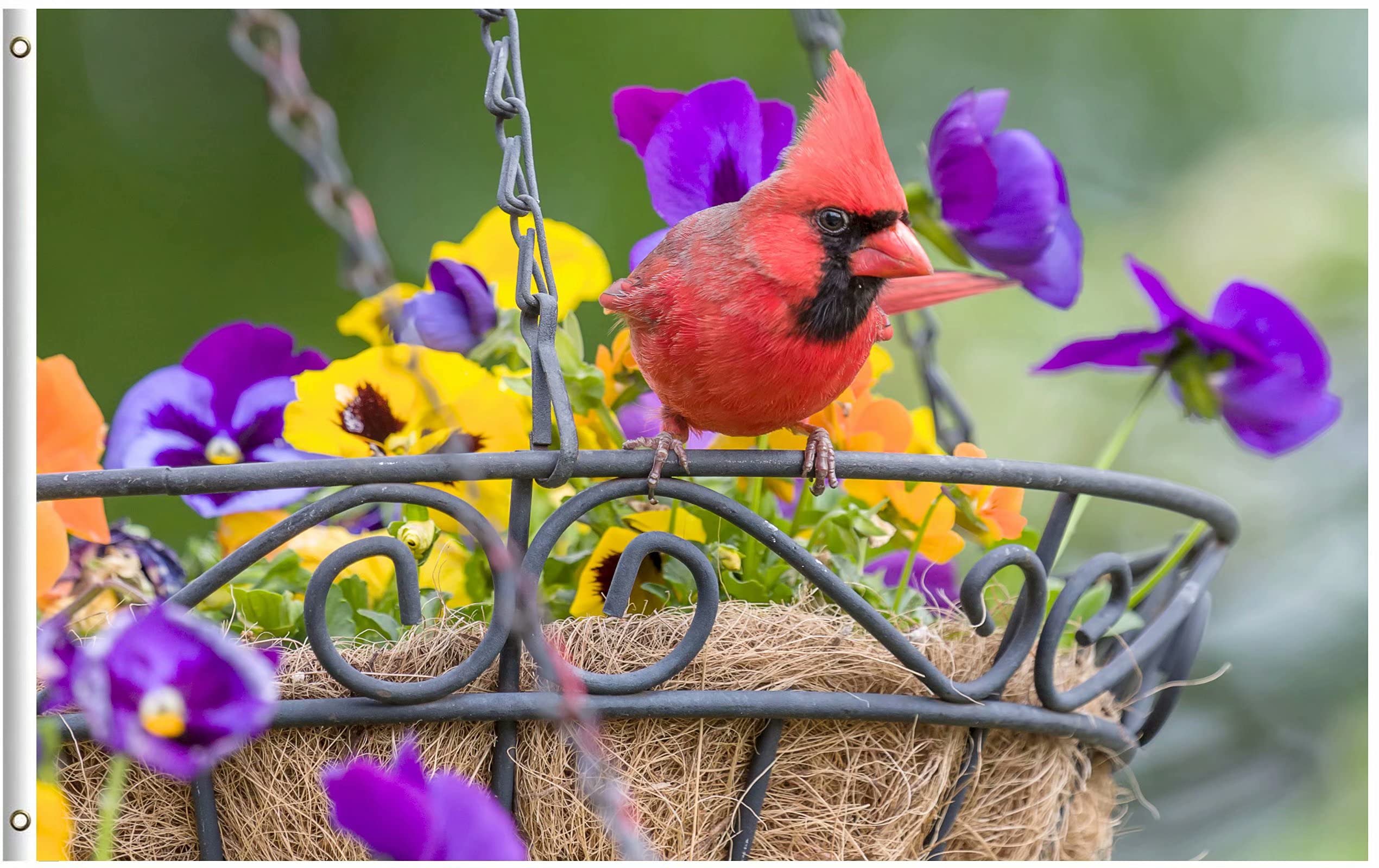 Yellow Cardinal Bird Pictures 1,400+ Yellow Cardinal Stock Photos,