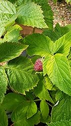 Amazon.com : 1 Dorman Red - Raspberry Plant - Everbearing - Organic ...