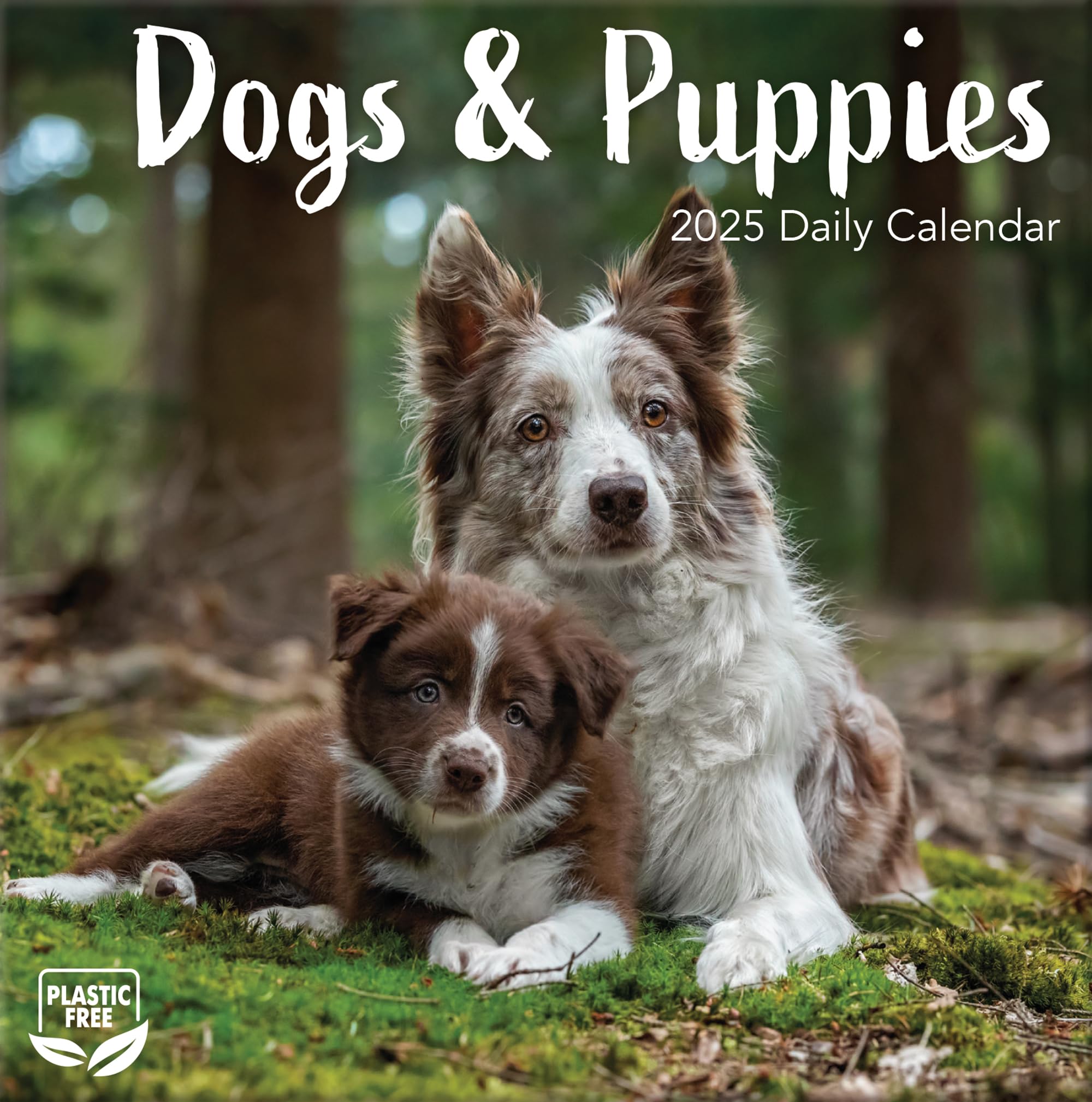 Amazon.com : Turner Photographic Dogs & Puppies Photo Box Calendars ...