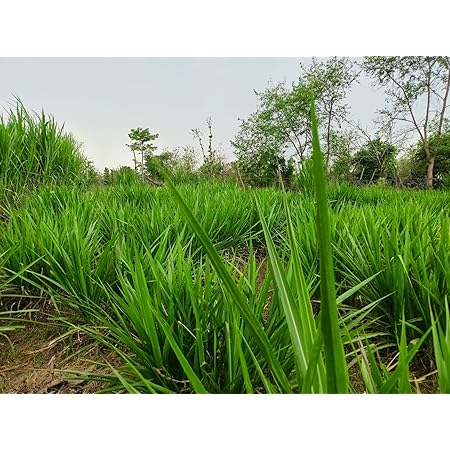 Grow Green Organics Smart Napier/Dwarf Npier Multicut Hybrid Grass ...