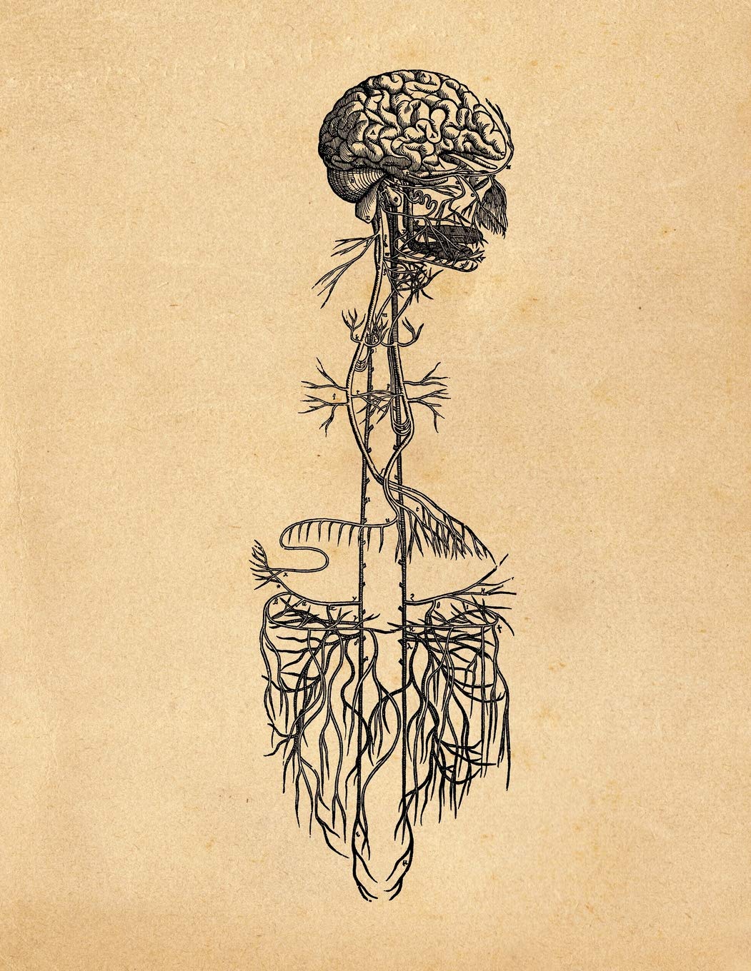 Anatomy Notebook: Andreas Vesalius - Brain and Cerebellum - Premium ...