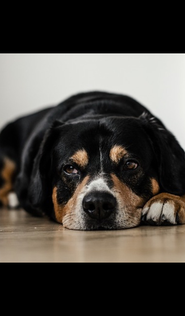 sad dog Wallpaper -- HD Wallpapers of sad dogs! - App on Amazon Appstore